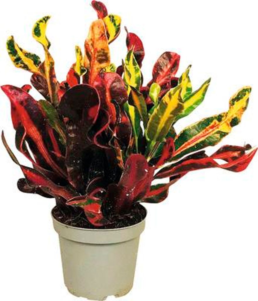 Krotónovec strakatý FloraSelf Codiaeum variegatum 'Mammi'