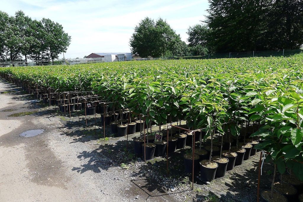 Süsskirsche Burlat Kirschbaum Obstbaum | Kaufland.de