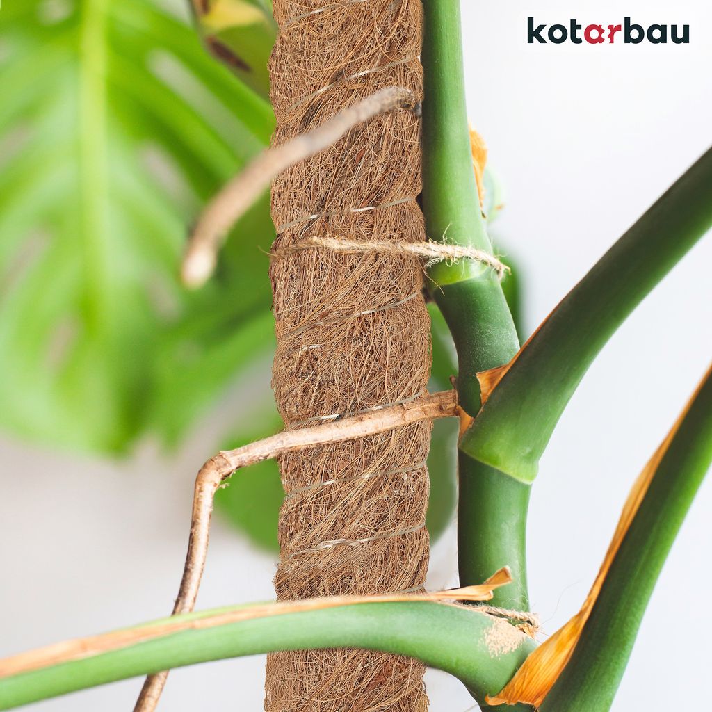KOTARBAU® Moosstab für Monstera Kokos Natural | Kaufland.de