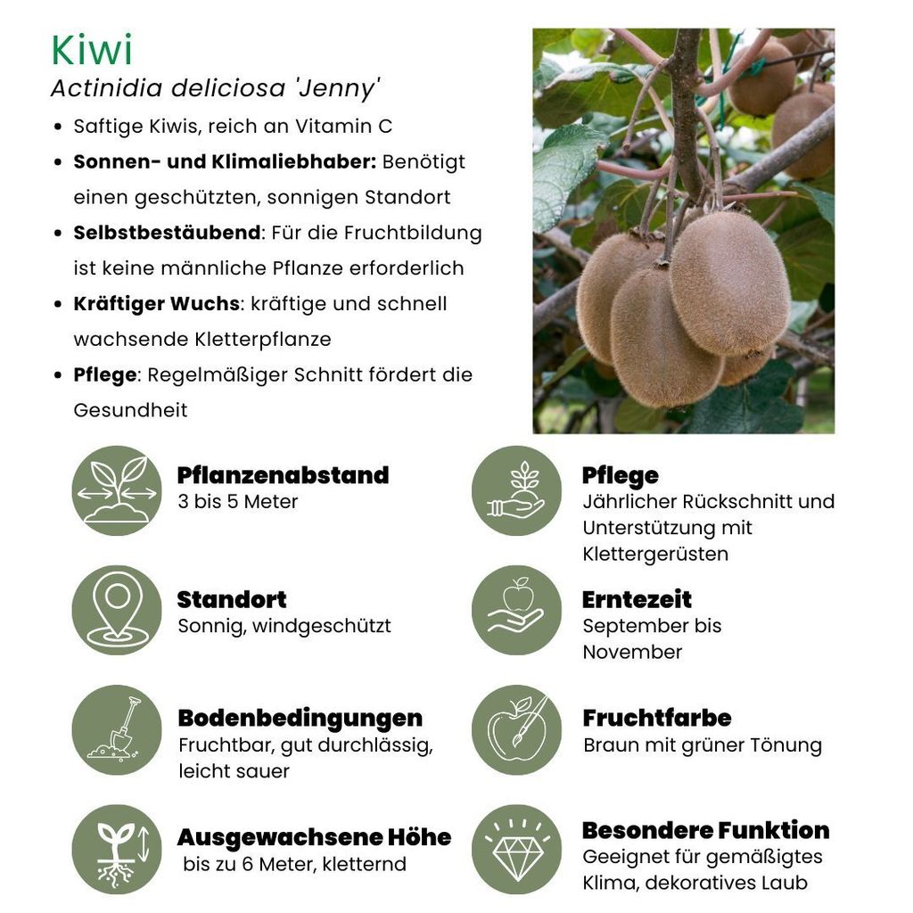 Plants by Frank | 3 Feigenbaum Pflanzen | | Kaufland.de