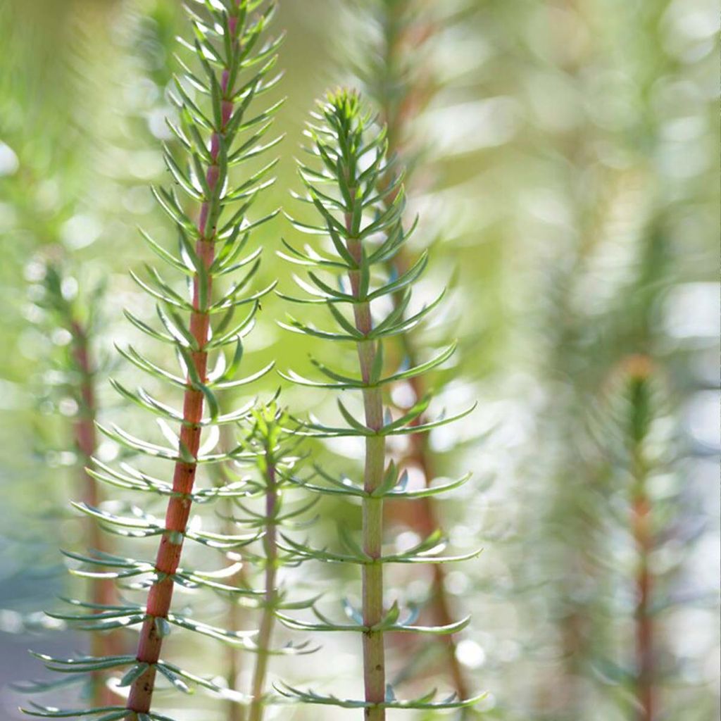 Hippuris Vulgaris – Lidsteng – Teichpflanze – | Kaufland.de