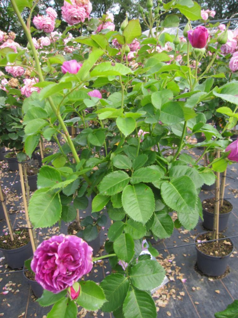 Rosa Minerva ® - Hochstammrose Minerva ® - | Kaufland.de