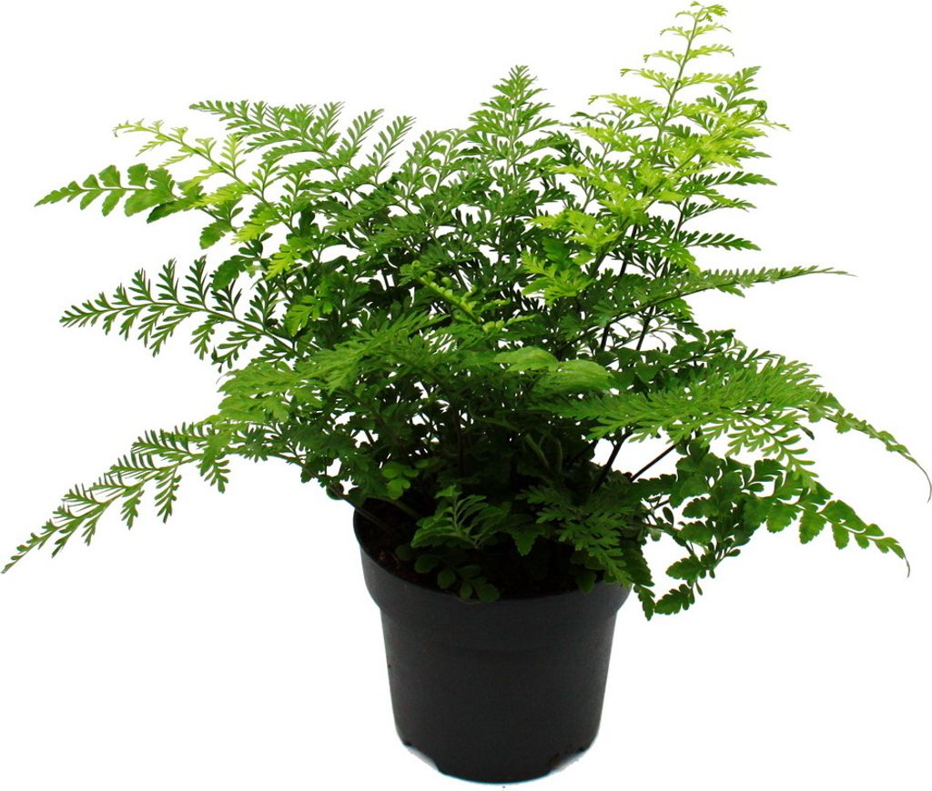 Asplenium dimorphum Parvati- besondere | Kaufland.de