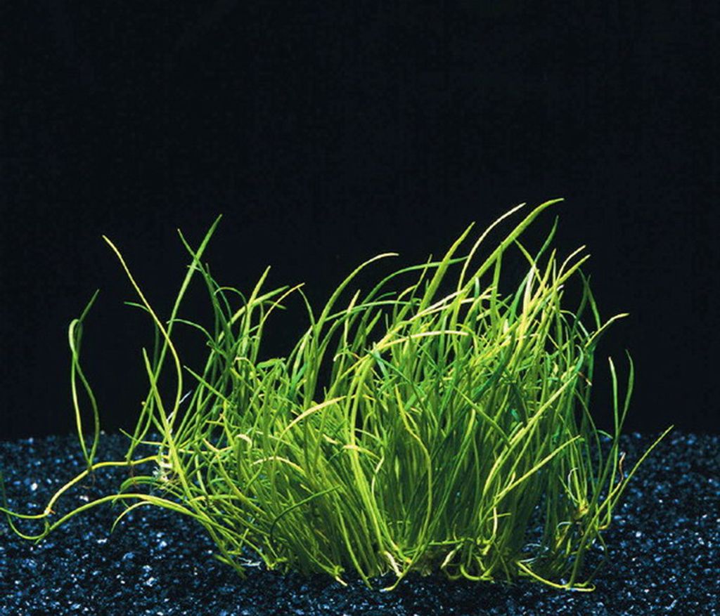 Mauritius-Graspflanze / Lilaeopsis mauritiana | Kaufland.de