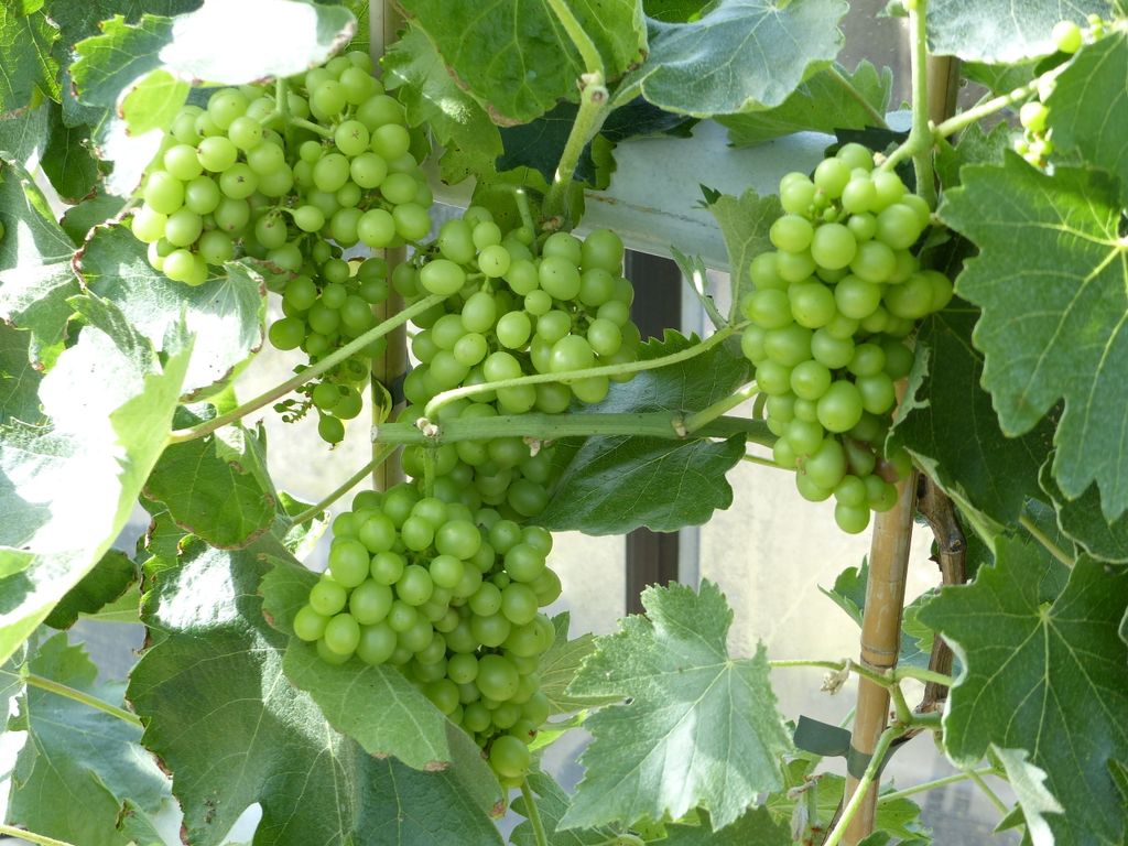 Vitis Vinifera helle Traube 110-120 cm | Kaufland.de