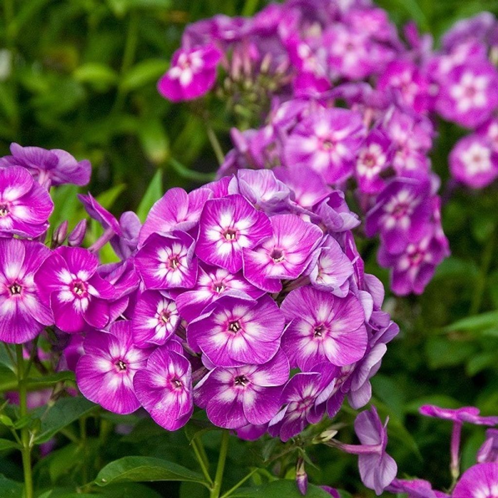 6 x Vysoká plamenná květina Laura - Phlox | Kaufland.cz
