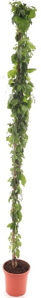 Duftende Himmelsblüte 100-150 cm Duranta | Kaufland.de