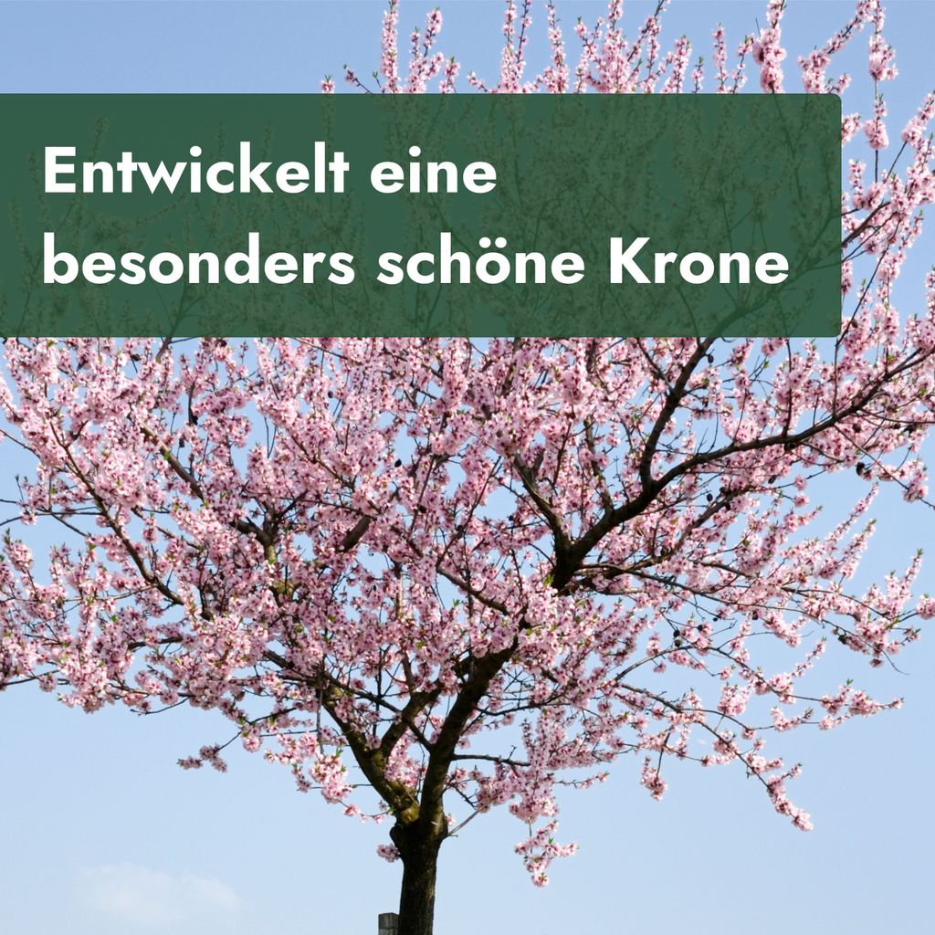 Meine Orangerie - Zwergobst Stämmchen Mandel | Kaufland.de
