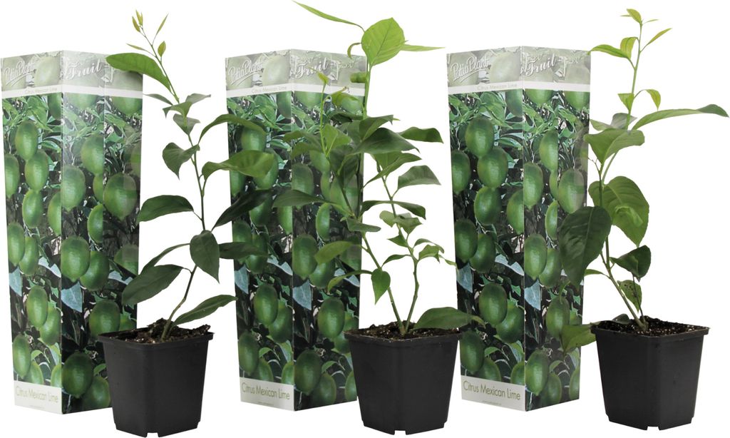 Limeta - 3 ks. - Citrus aurantifolia - Výška | Kaufland.cz