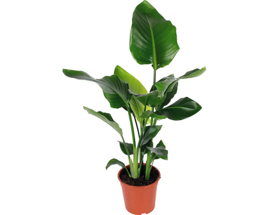 Baumstrelitzie FloraSelf Strelitzia Nicolai H | Kaufland.de