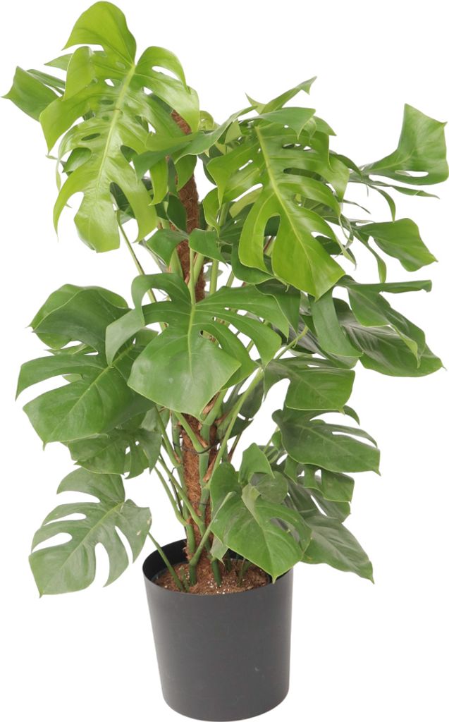 Monstera skvelá - Monstera deliciosa - Výška | Kaufland.sk