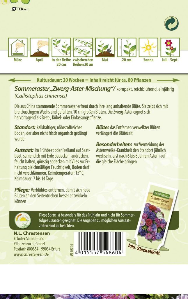 Chrestensen Sommeraster 'Zwerg-Aster-Mischung | Kaufland.de