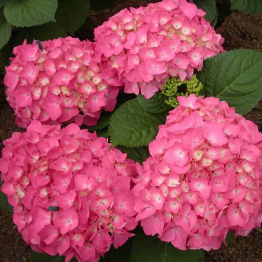 2 x hortenzie - Hydrangea macrophylla 'Freudenstein'