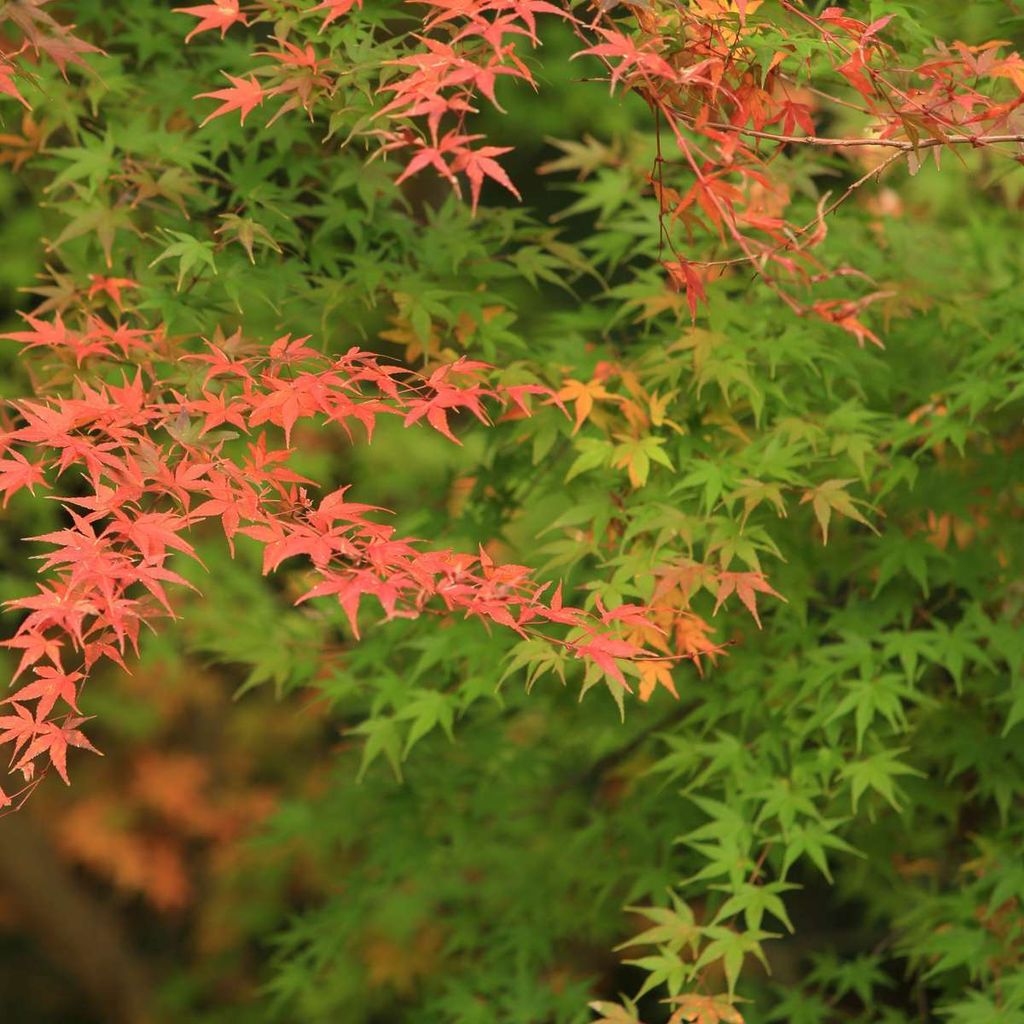 Japonský javor - Acer palmatum 'Moonrise' - | Kaufland.cz
