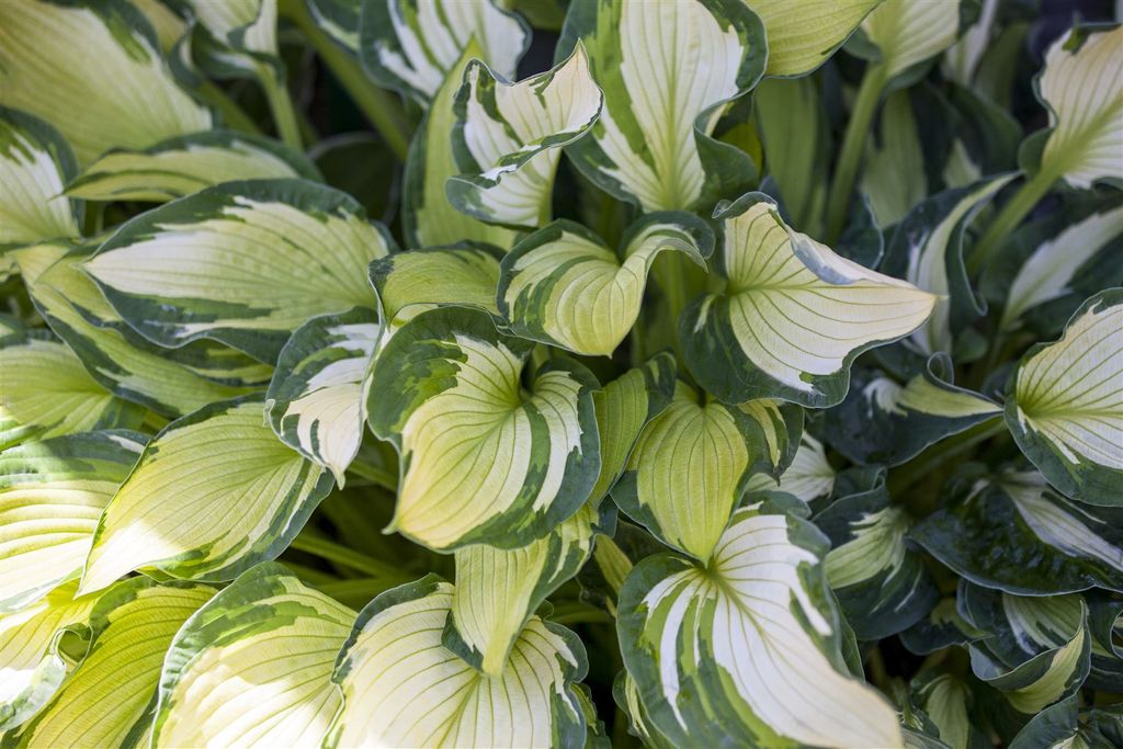 Schneefeder-Garten-Funkie 'Univittata' Hosta | Kaufland.de