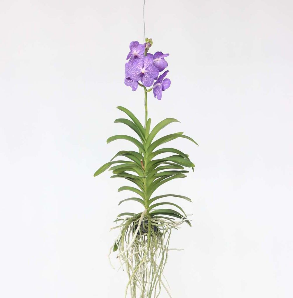 Vanda orchidej - Vanda 'Blue' - Výška 55-65cm | Kaufland.cz