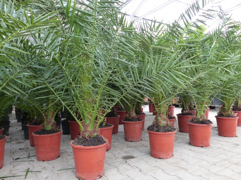 4 Stück Palme 90-120 cm, Phoenix canariensis, | Kaufland.de