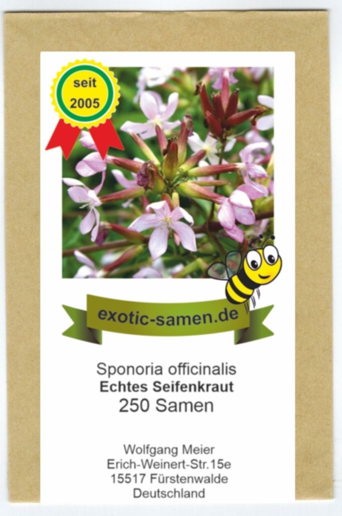 Seifenkraut - Saponaria officinalis - | Kaufland.de