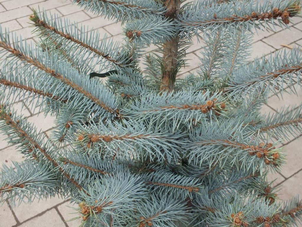 Edith's Blue Spruce 'Edith' cca 100 cm - | Kaufland.cz