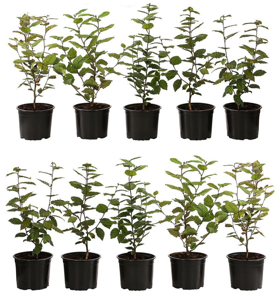 Dehner Hainbuche, für 2 Meter Hecke, ca. | Kaufland.de