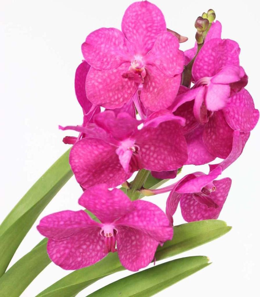 Vanda orchidej - Vanda 'Pink' - Výška 45-55cm | Kaufland.cz