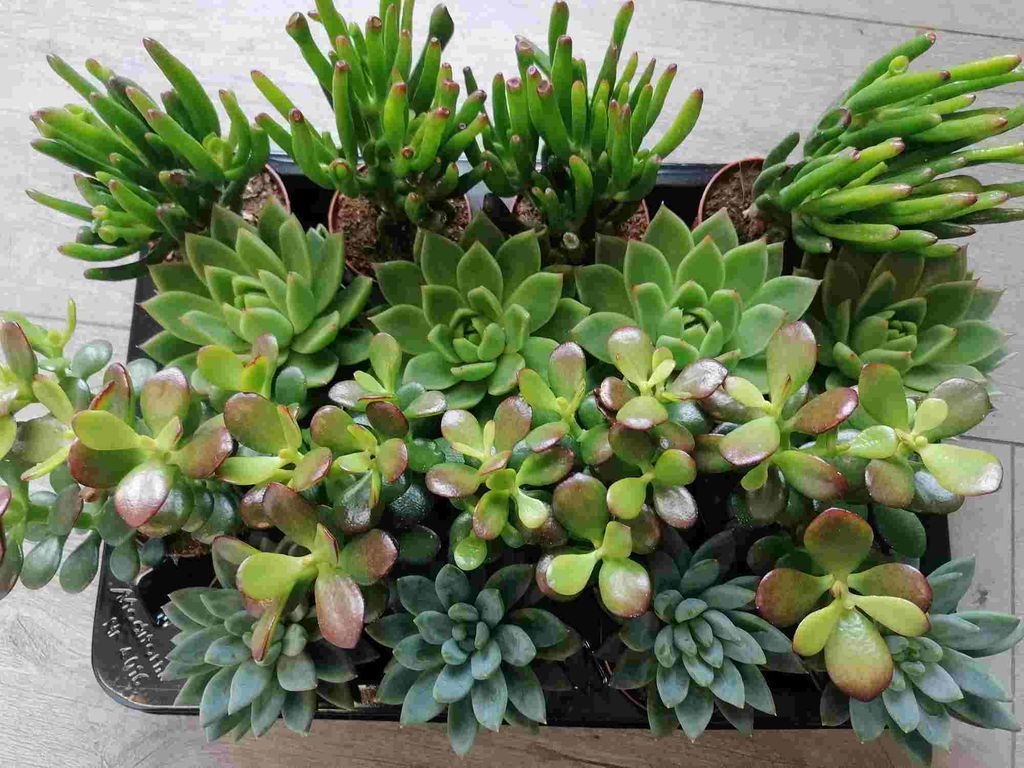 16 sukulentů v květináči 7 10-18 cm - LE | Kaufland.cz