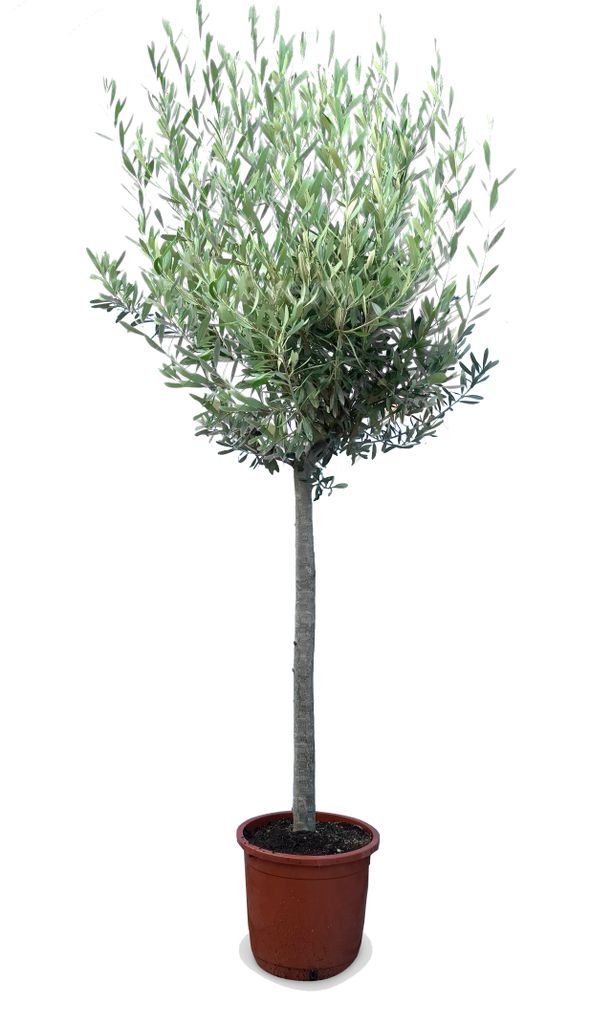 Sunny Tree - Olivier à haute tige 170 centimètres de haut