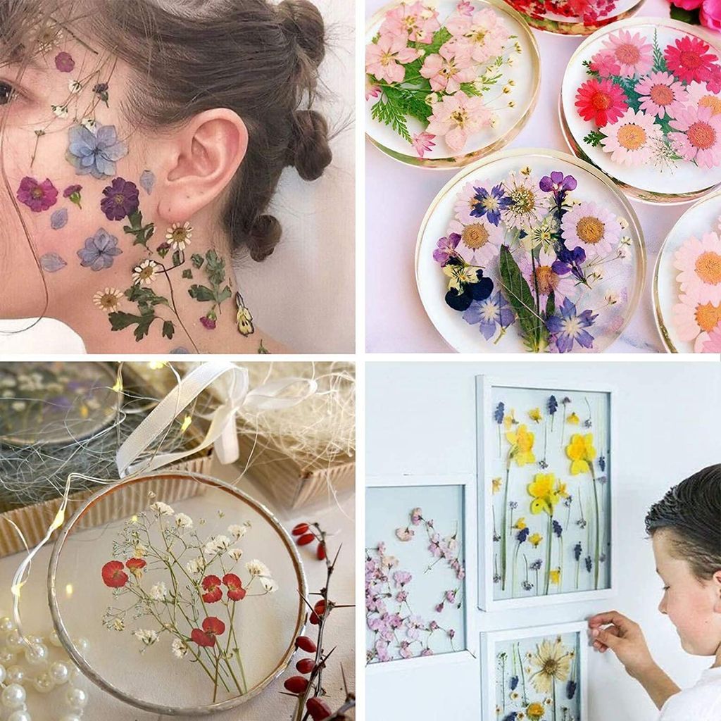 60 Stück natürliche getrocknete gepresste | Kaufland.de