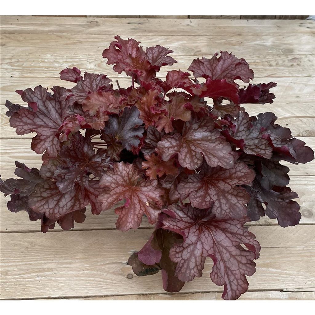 Heuchera 'Ruby Tuesday' - Purpurglöckchen | Kaufland.de