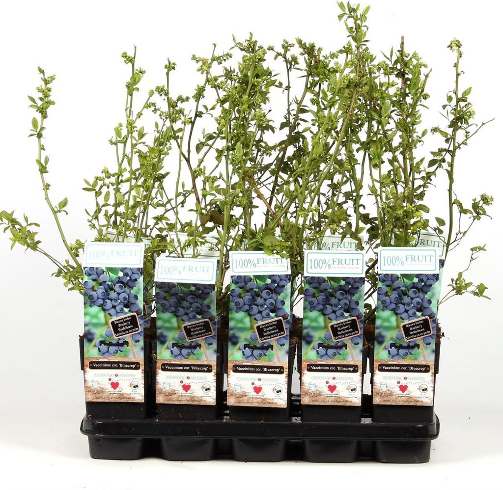 Heidelbeere Bluecrop cca 60 cm - Vaccinium | Kaufland.cz