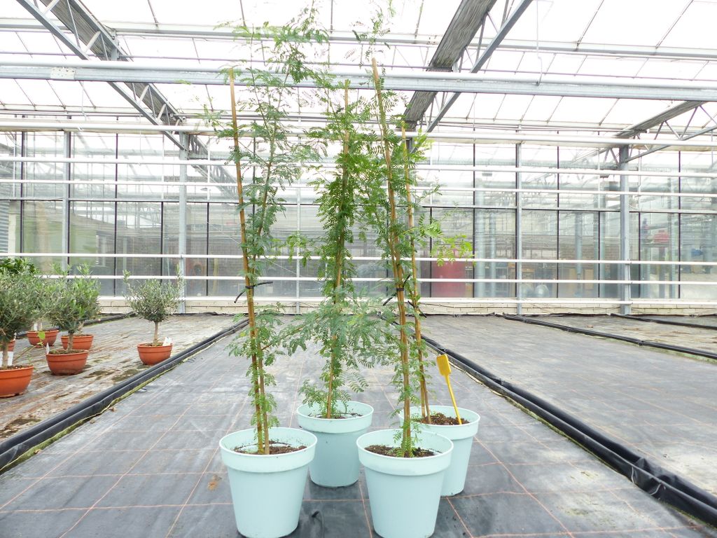 Acacia Horrida 140 - 150 cm schreckliche | Kaufland.de