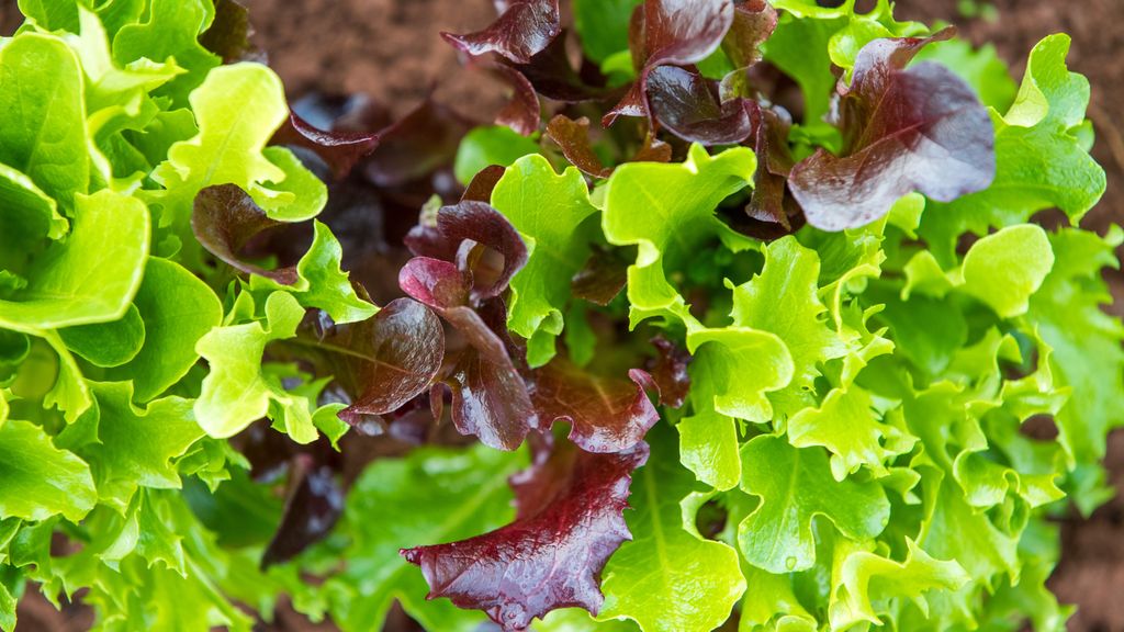 Saatband Salat Schnittsalat Samen Mischung Salat Gemüse