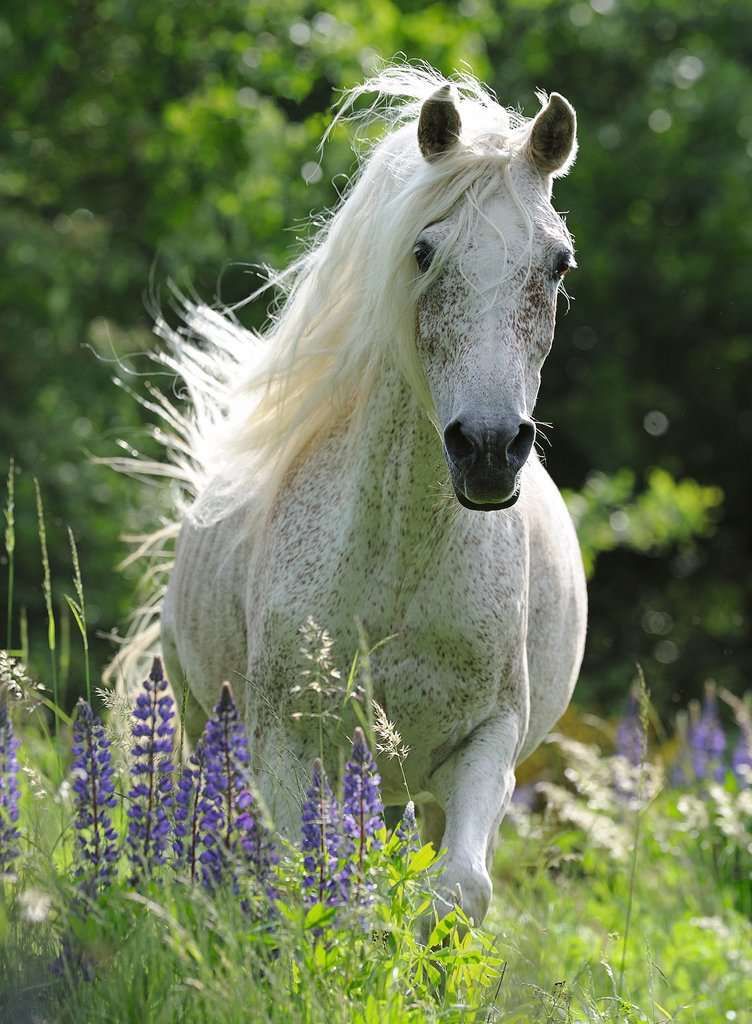 Biela kobyla Ravensburger 12927 | Kaufland.sk