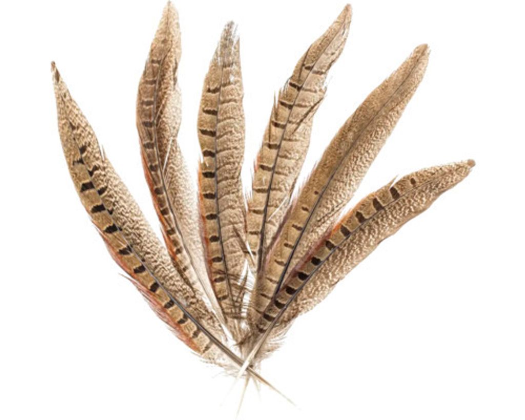 Fasanenfedern 20-25 cm 12 Stück Feder | Kaufland.de
