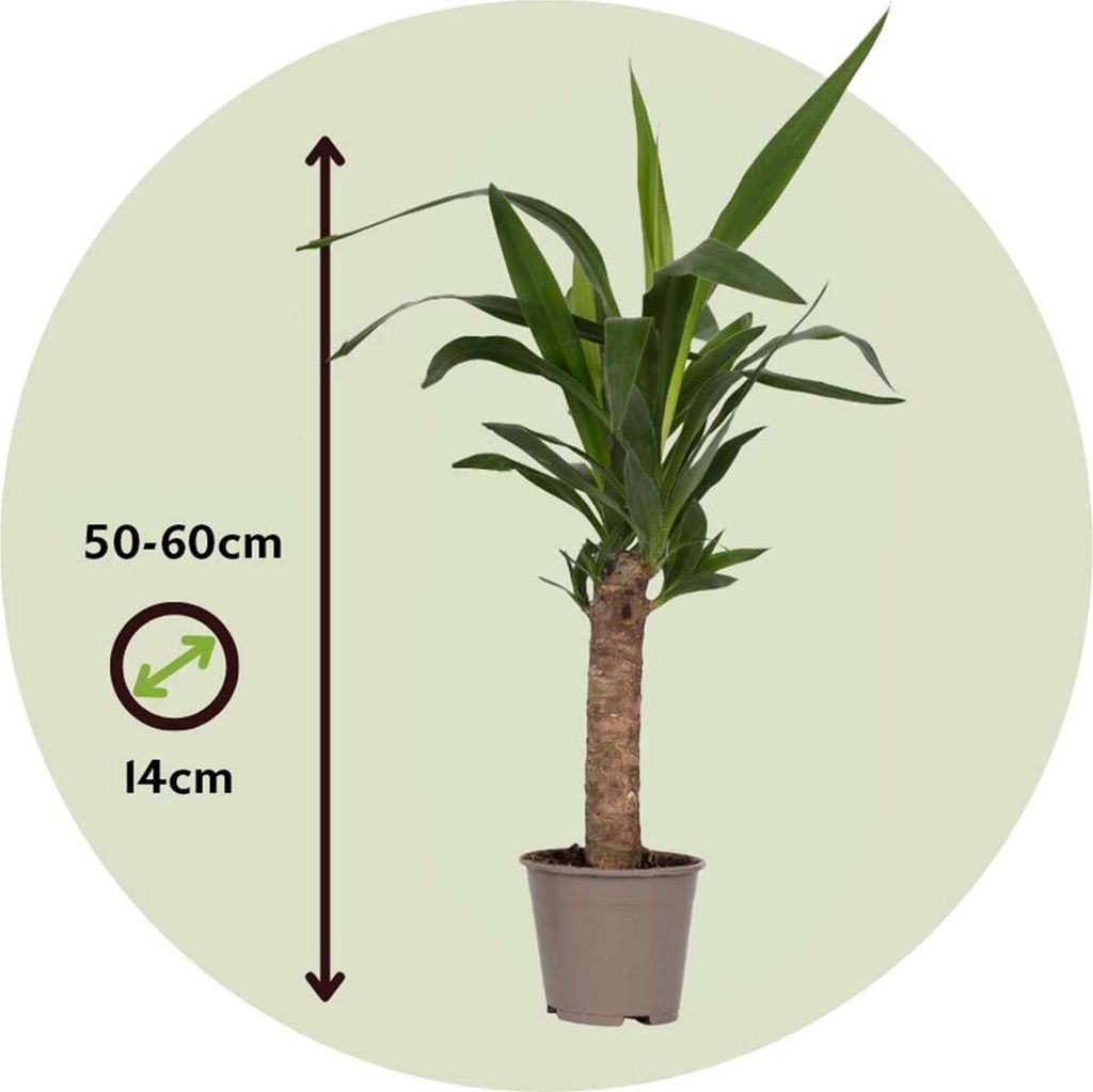 Palmlilie - Yucca elephantipes - Höhe 50-60cm | Kaufland.de