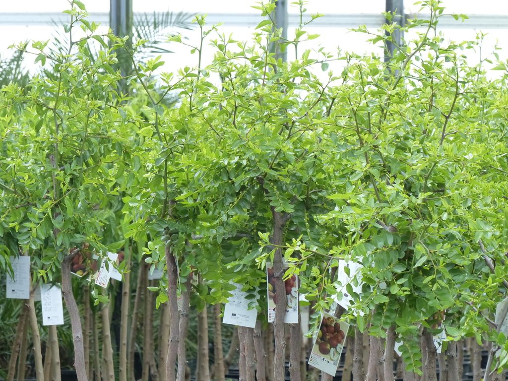 chin. Dattel 150 - 170 cm Dattelbaum 5 - 8 cm | Kaufland.de