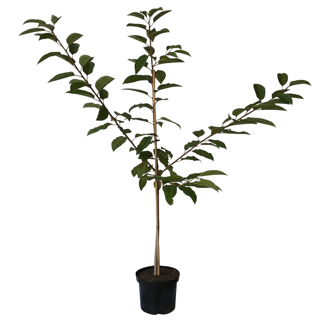 Burlat frühe robuste Süßkirsche Kirsche | Kaufland.de