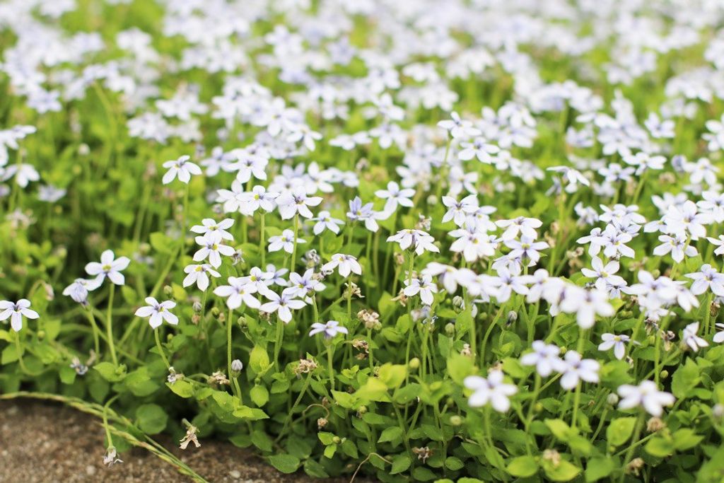 100 x Isotoma fluviatilis White | Kaufland.de