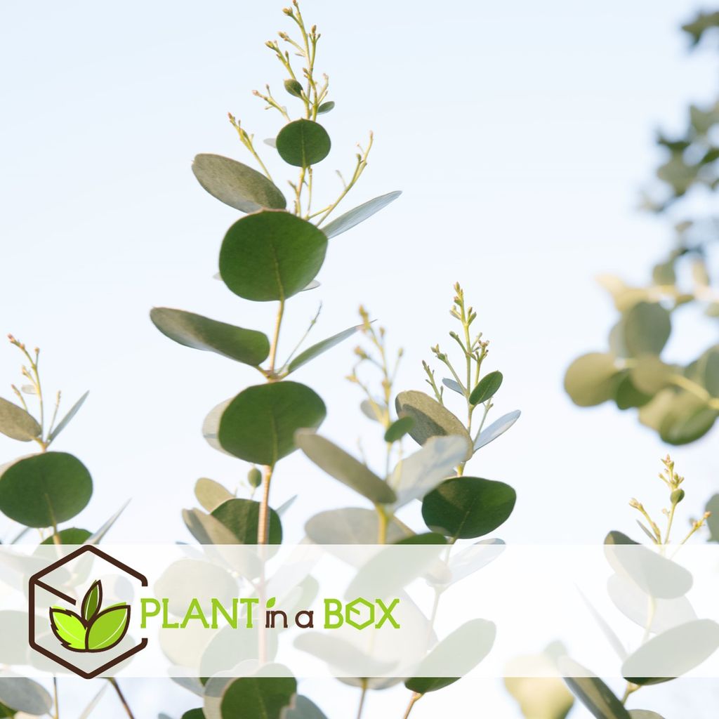 Plant in a Box - Eucalyptus Pulverulenta - | Kaufland.de