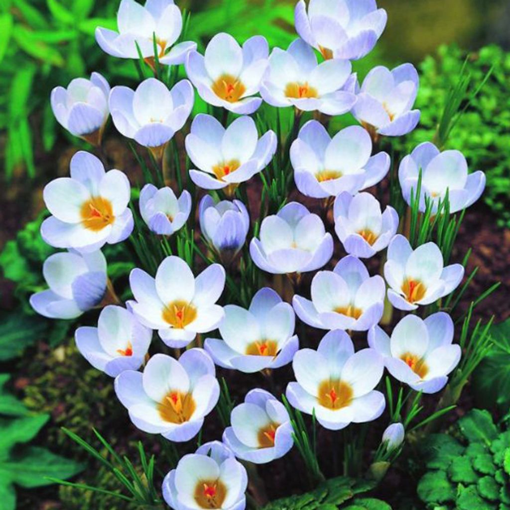 Crocus - 50 x Crocus Botanical Blue Pearl