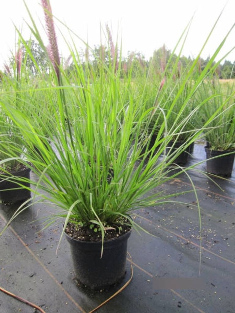 Lampenputzergras Red Head - Pennisetum | Kaufland.de