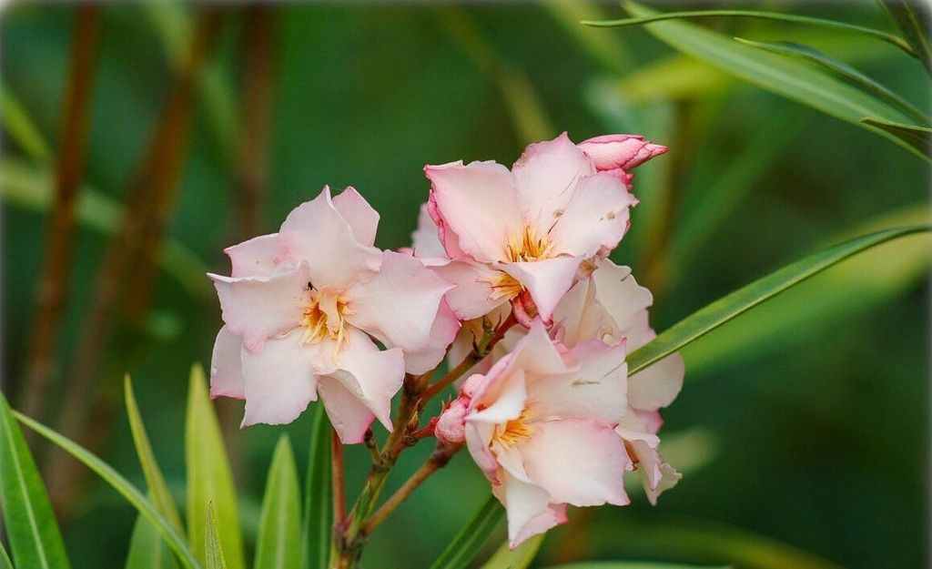 Oleander 40-60 cm Salmon - Nerium oleander - | Kaufland.de