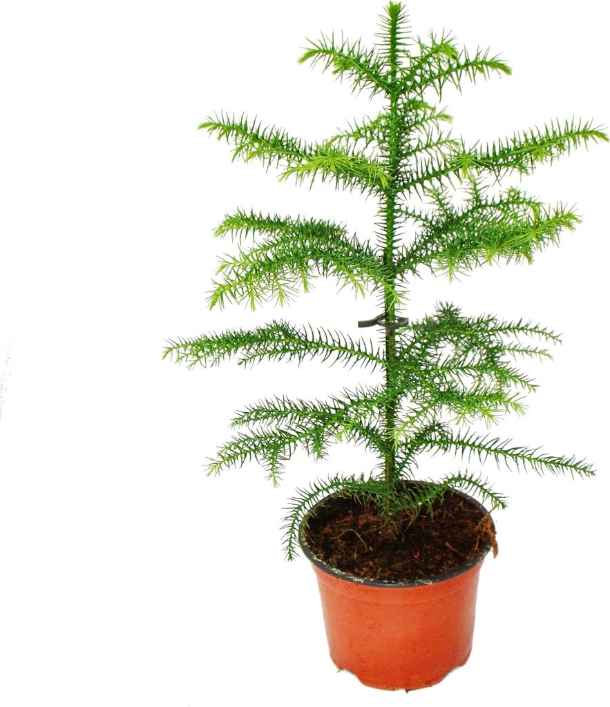 Araucaria heterophylla 12cm, Zimmertanne | Kaufland.de