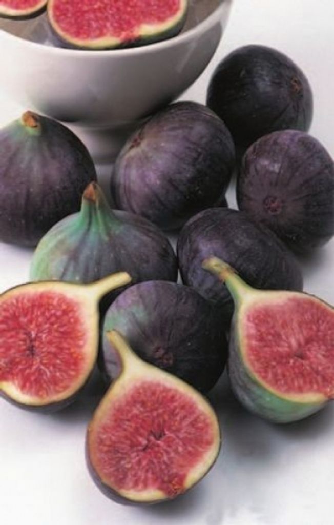 Ficus carica Brown Turkey - Echte Feige Brown | Kaufland.de