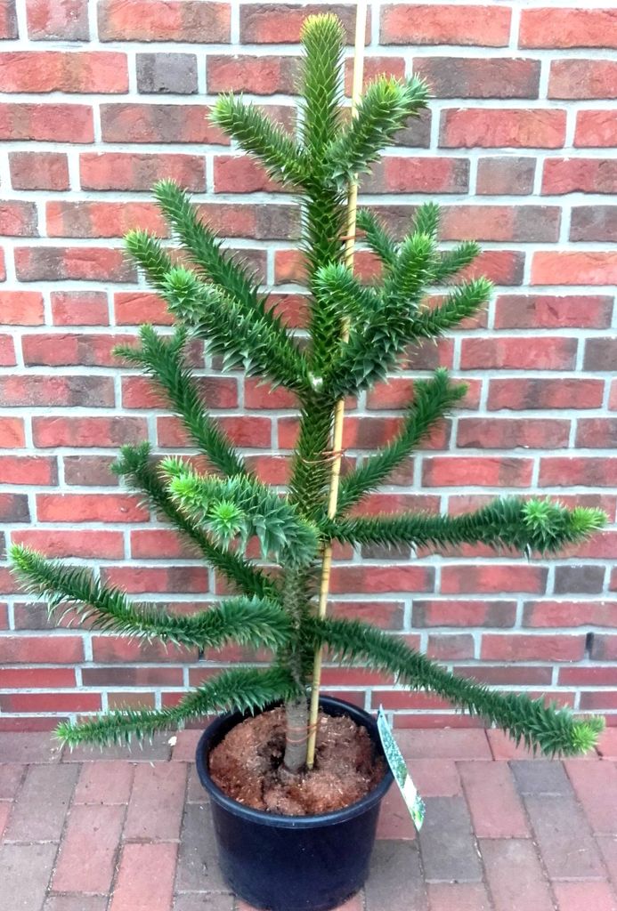 Araucaria araucana, Affenbaum, Schmucktanne, | Kaufland.de