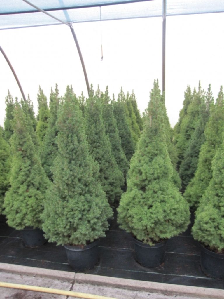 Picea glauca Conica - Zuckerhutfichte Conica | Kaufland.de