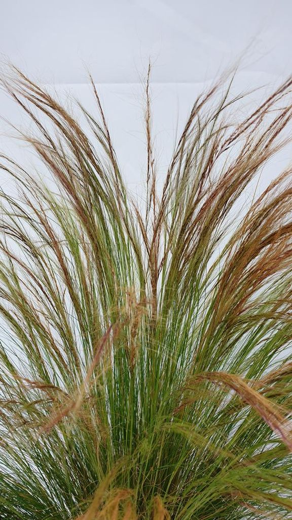 5 sztuk Delikatna trawa piórkowa Stipa | Kaufland.pl