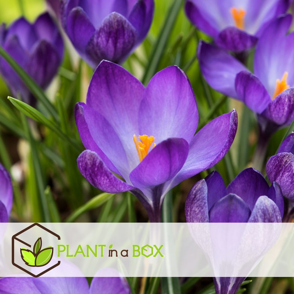 Plant in a Box - Crocus Ruby Giant - 200x | Kaufland.de