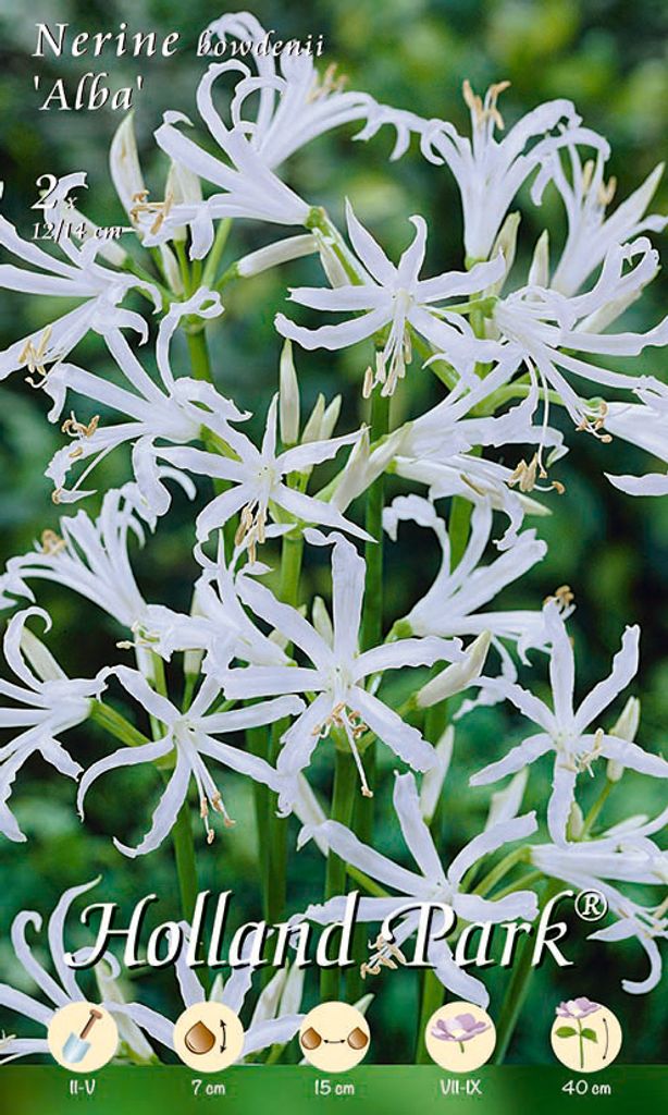 Nerine Bowdenii Alba (2 Stück) | | Kaufland.de