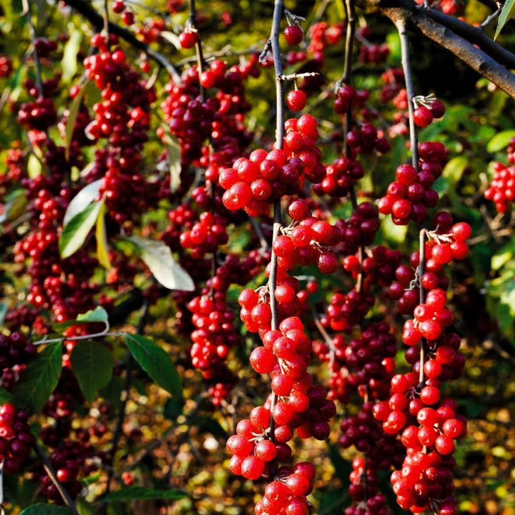 Chinesisches Spaltkörbchen Sadova No1 2L | Kaufland.de